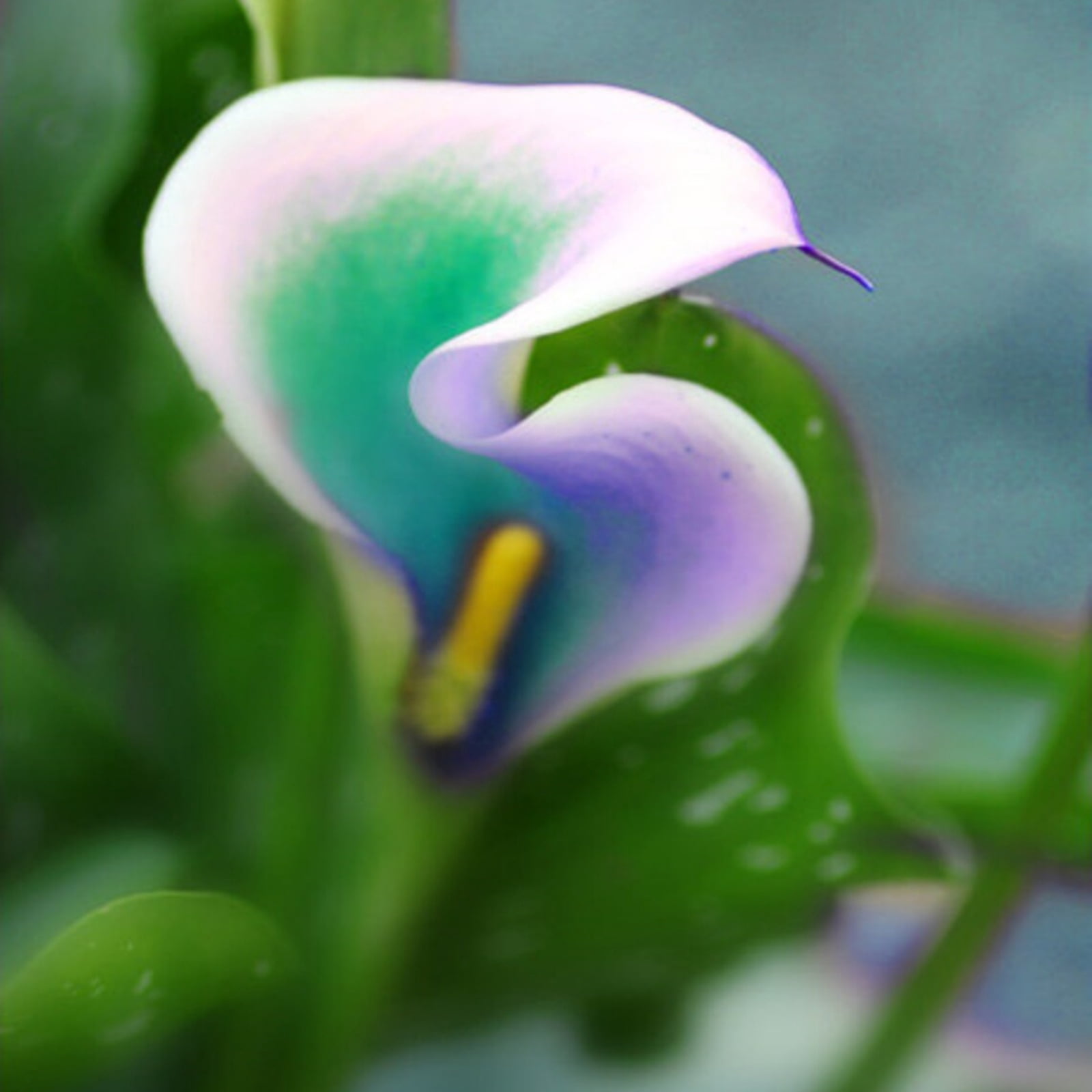 Calla lily/multi-year bloom/easy to grow/flower all year round/surprise ...
