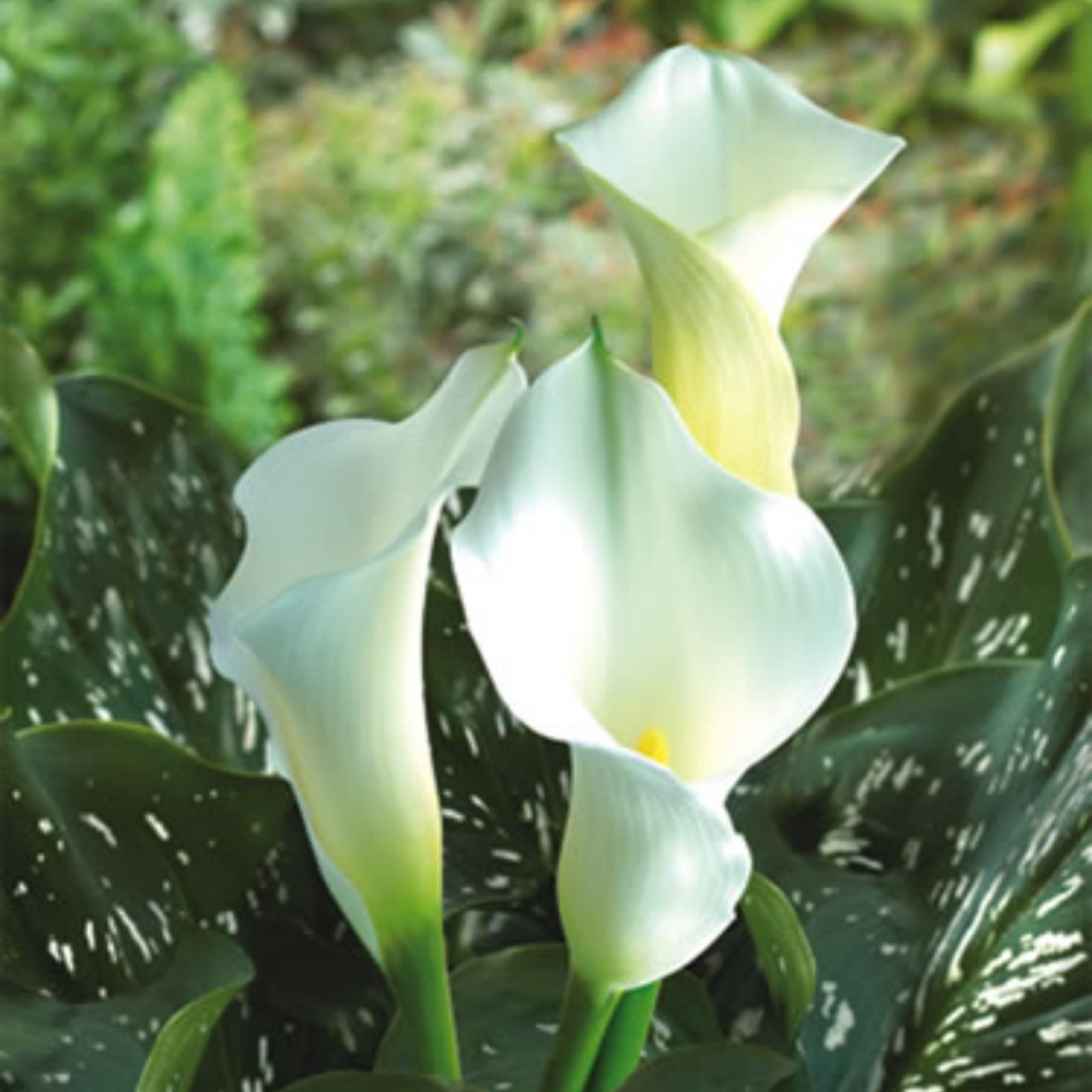 Calla lily/multi-year bloom/easy to grow/flower all year round/surprise ...