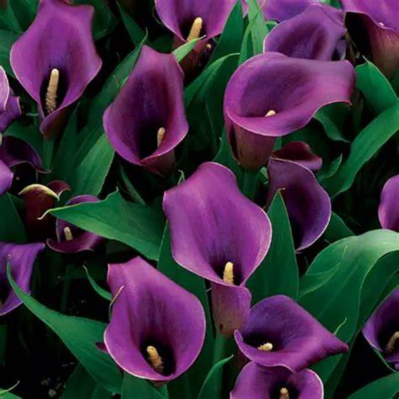 Calla lily/multi-year bloom/easy to grow/flower all year round/surprise ...