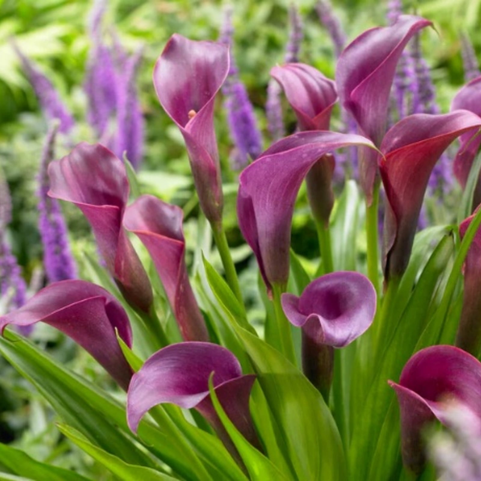 (Calla lily)planting,Garden Decoration,Calla lily,Fast Growing ...