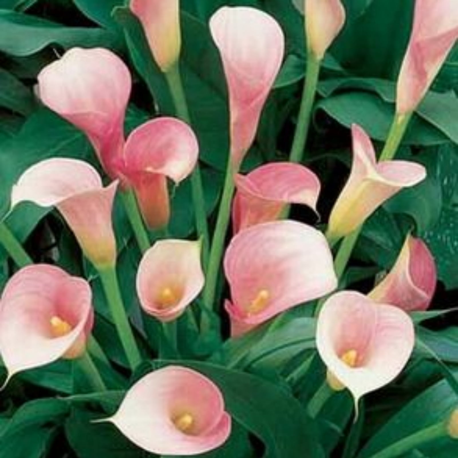 (Calla lily)planting,Garden Decoration,Calla lily,Fast Growing ...