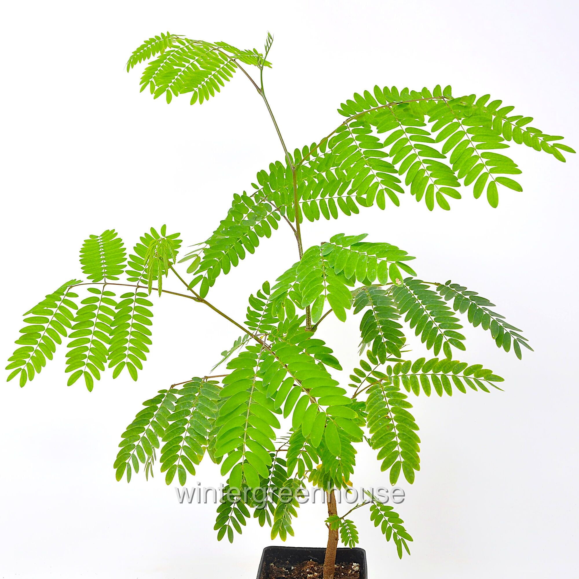 Calliandra Tweedii, Red Powder Puff, Red Tassel Flower - Pot Size: 3 ...