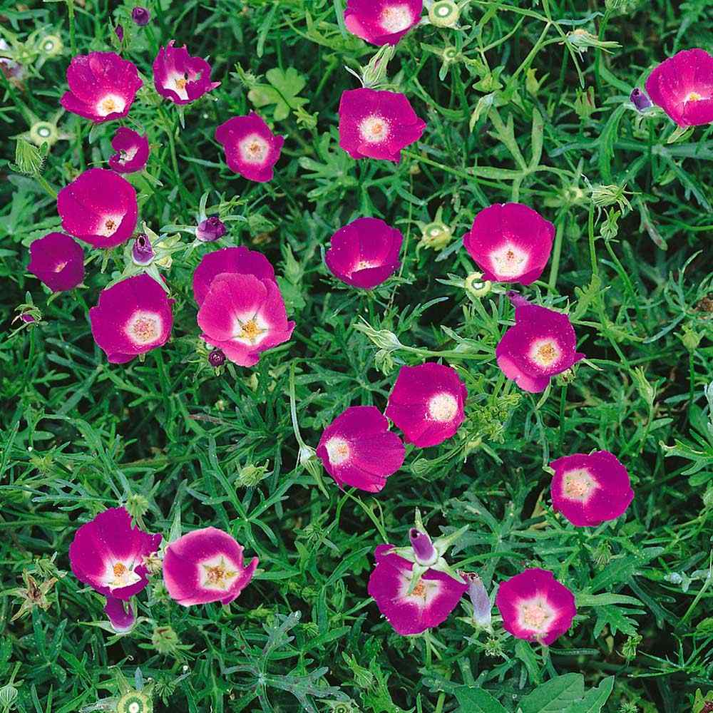 Callirhoe Purple Poppy Mallow Winecups Drought Tolerant Ground Cover ...