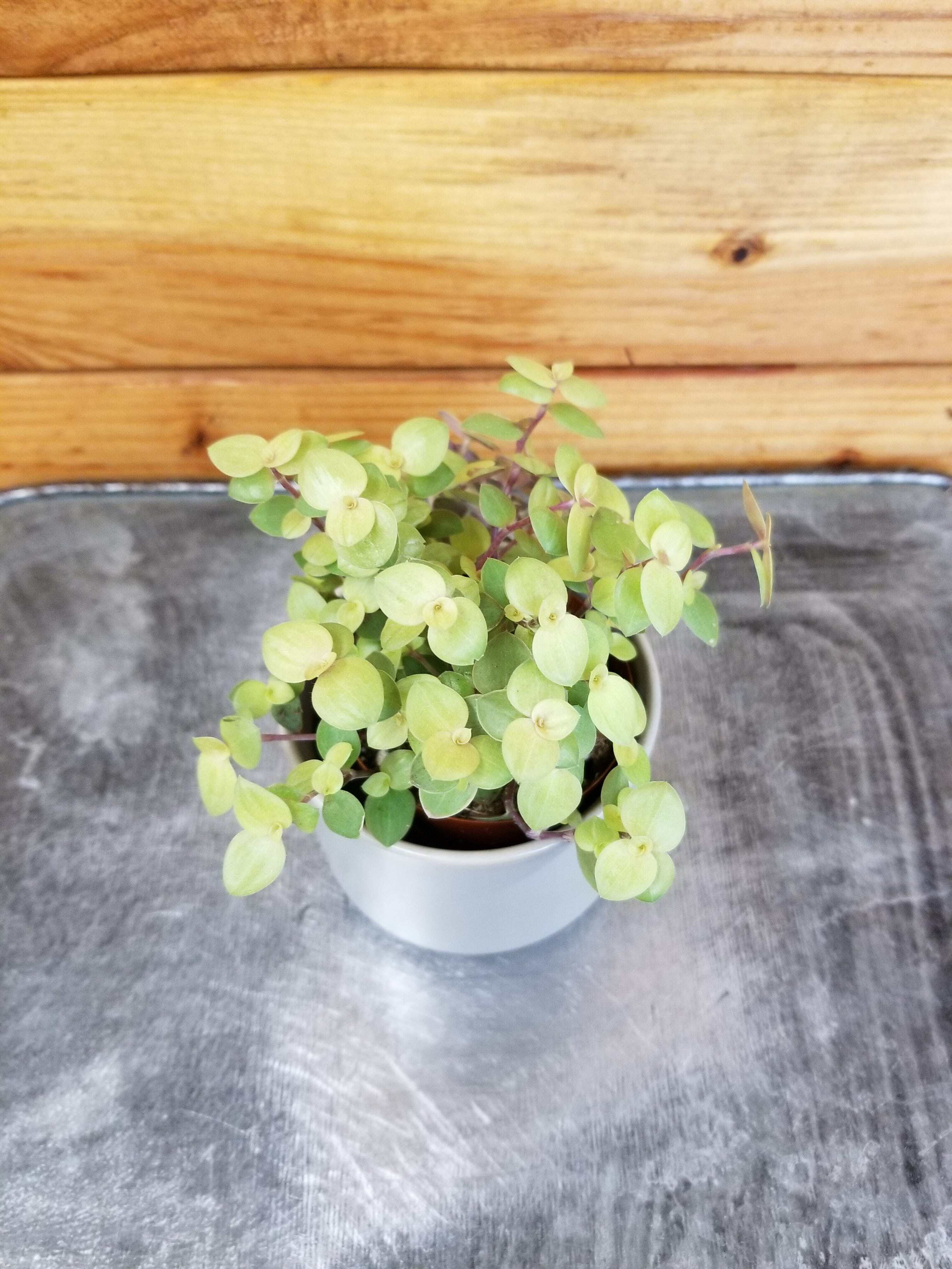 Callisia Repens Gold Form, 2" Plant, The Plant Farm - Walmart.com