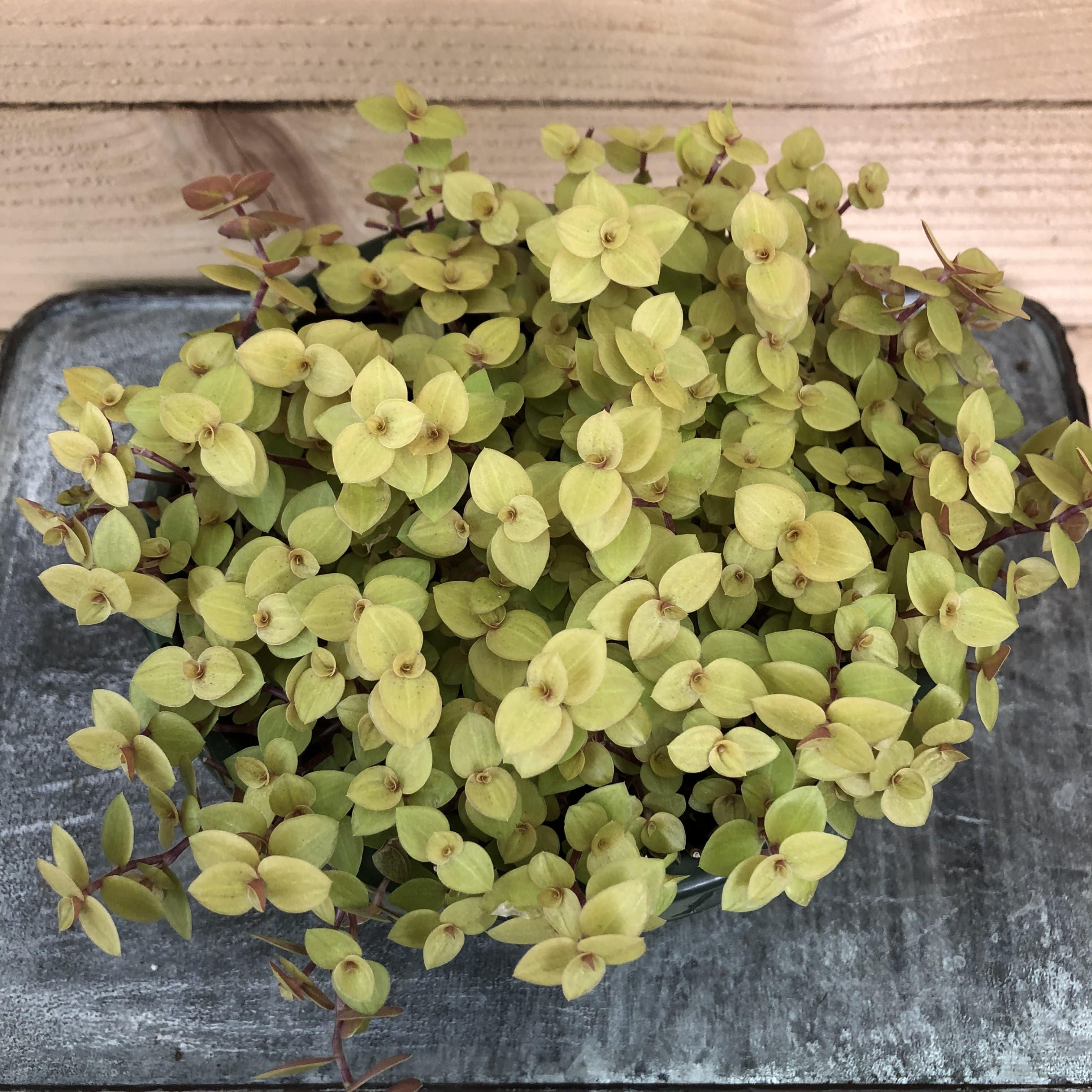Callisia Repens Gold Form, 6" Plant, The Plant Farm - Walmart.com