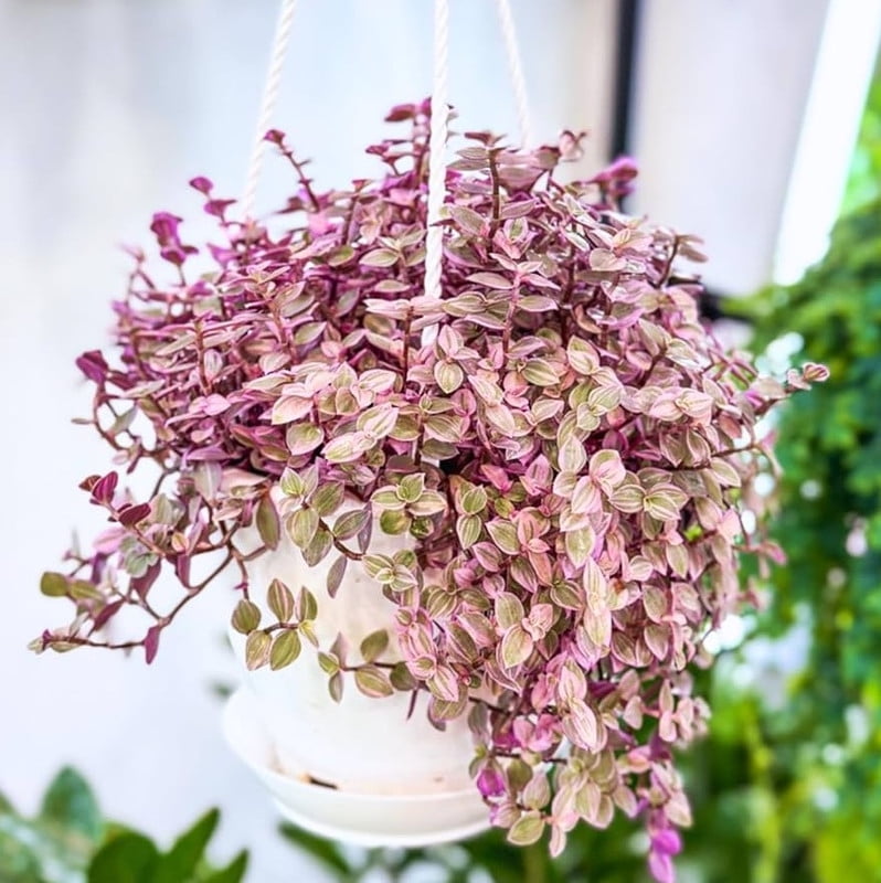 Callisia Repens Live Plant in 4" Pot - Pink Panther Turtle Vine - Pink ...