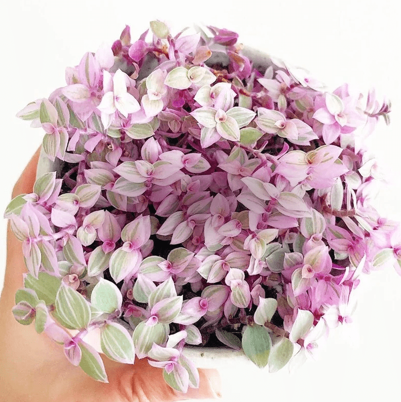 Callisia Repens Plant Live for Planting - Pink Lady Plant - Pink ...