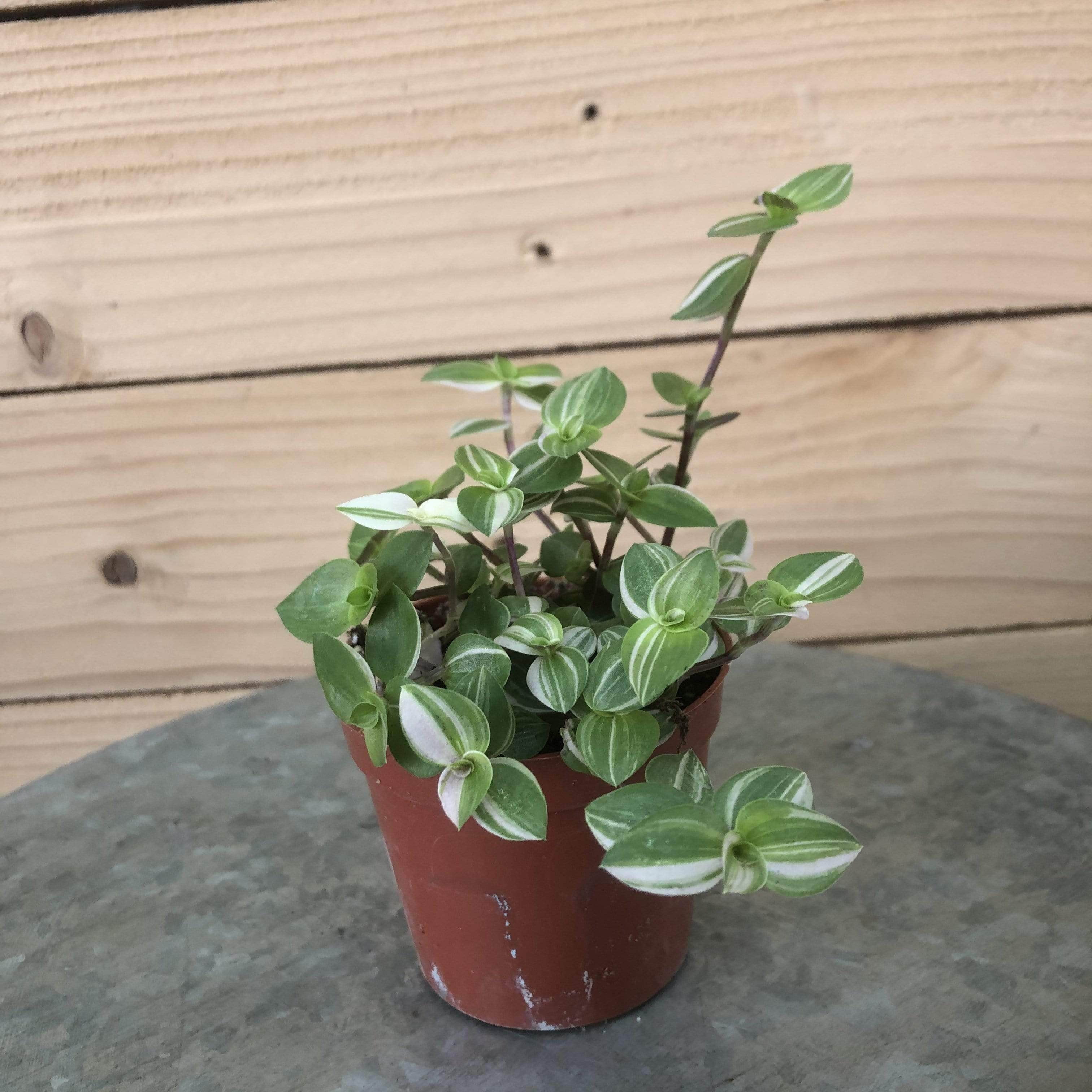Callisia Repens Variegata, 2" Plant, The Plant Farm - Walmart.com