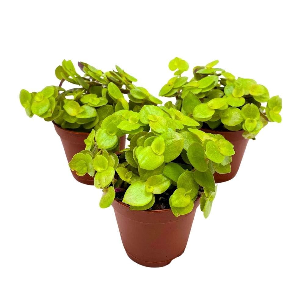 Callisia repens Gold 2 inch Set of 3 Miniature Wandering Dude Golden ...