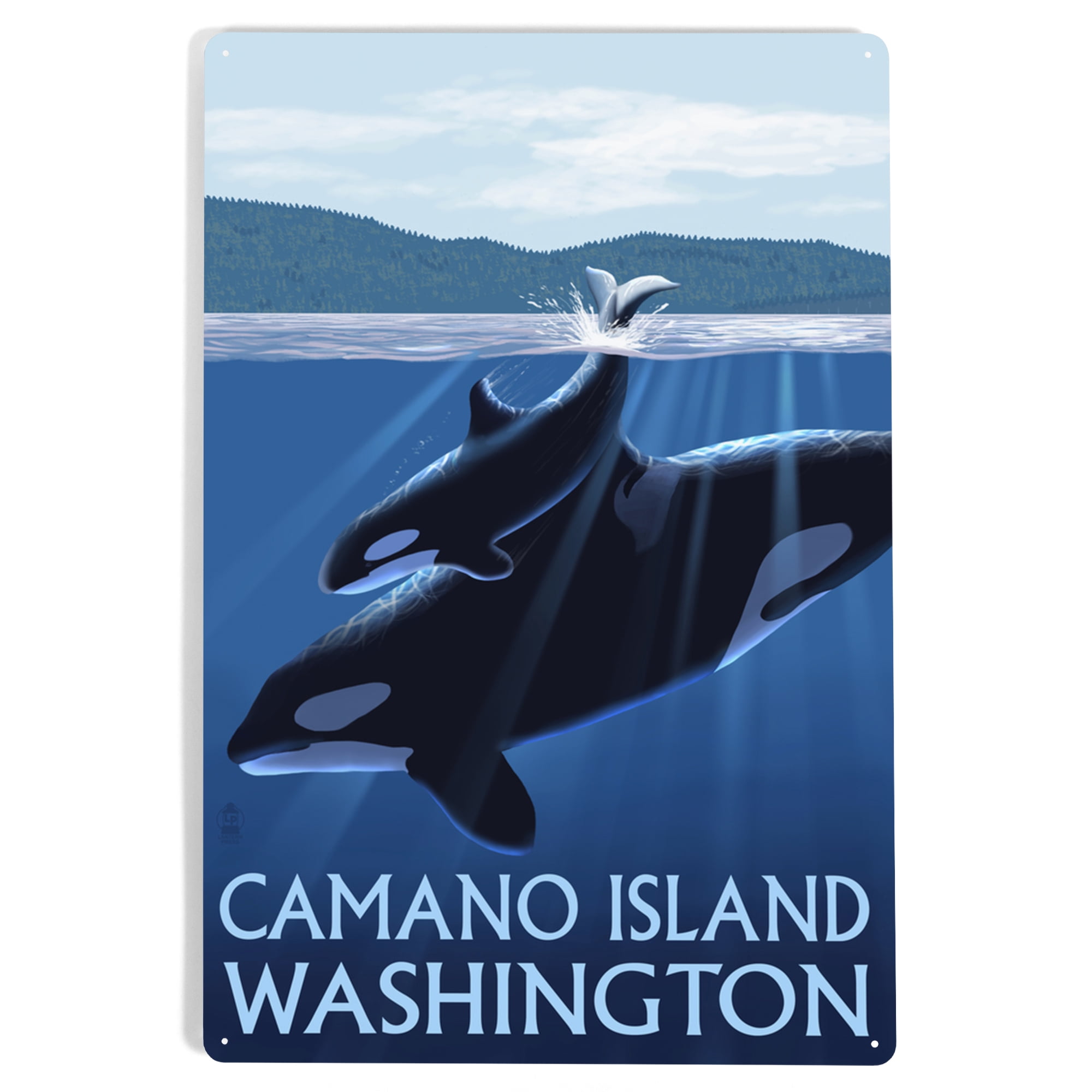 Camano Island, Washington, Orca and Calf (12x18 Aluminum Art, Indoor ...