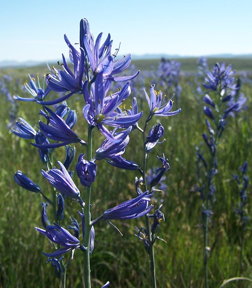 Camas Lily - Camassia quamash - Partial Sun Planting, Hardy 20 Bulbs ...