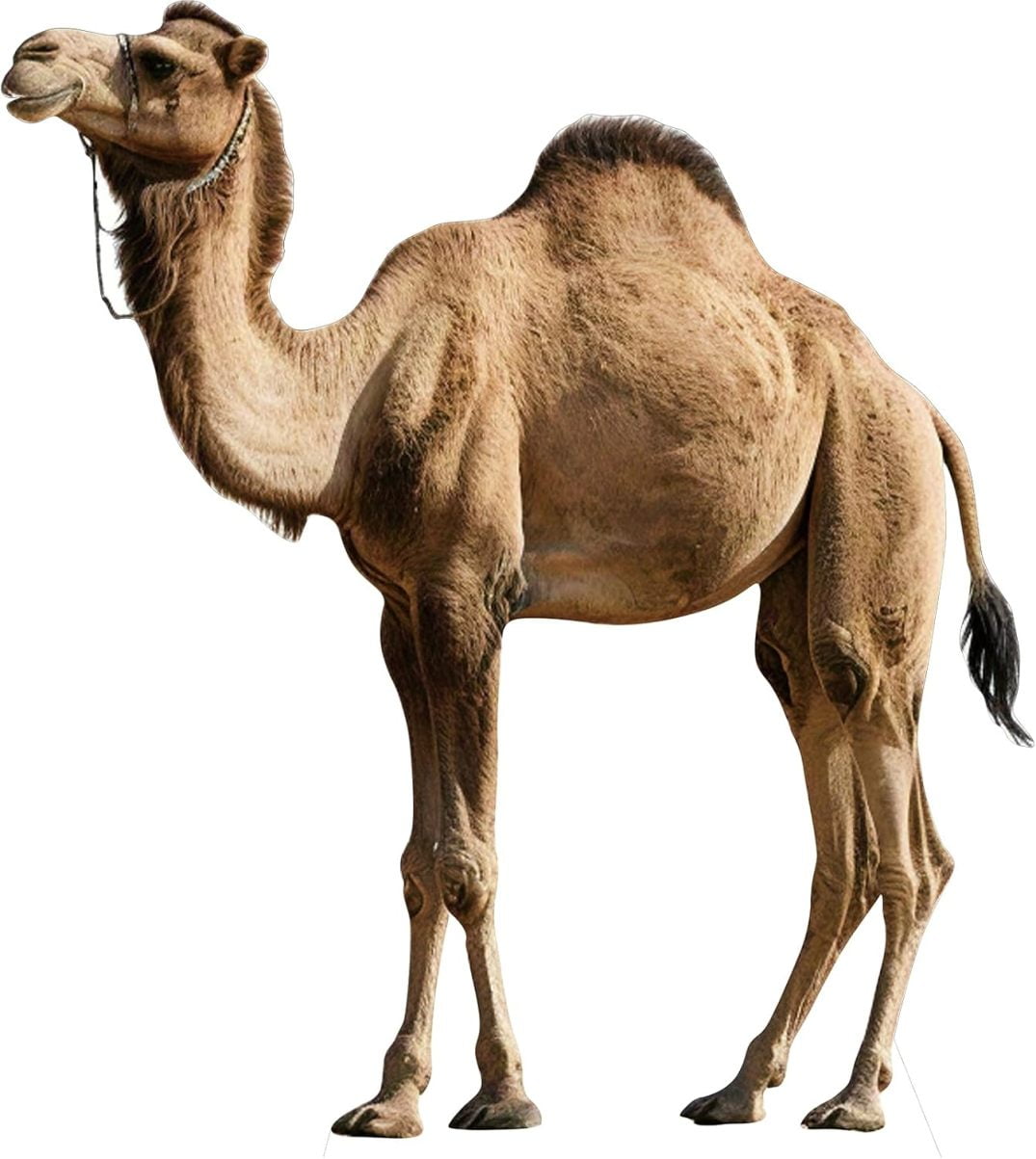 Camel 6FT Life Size Cardboard Cutout, Safari Theme Decoration, Animals ...