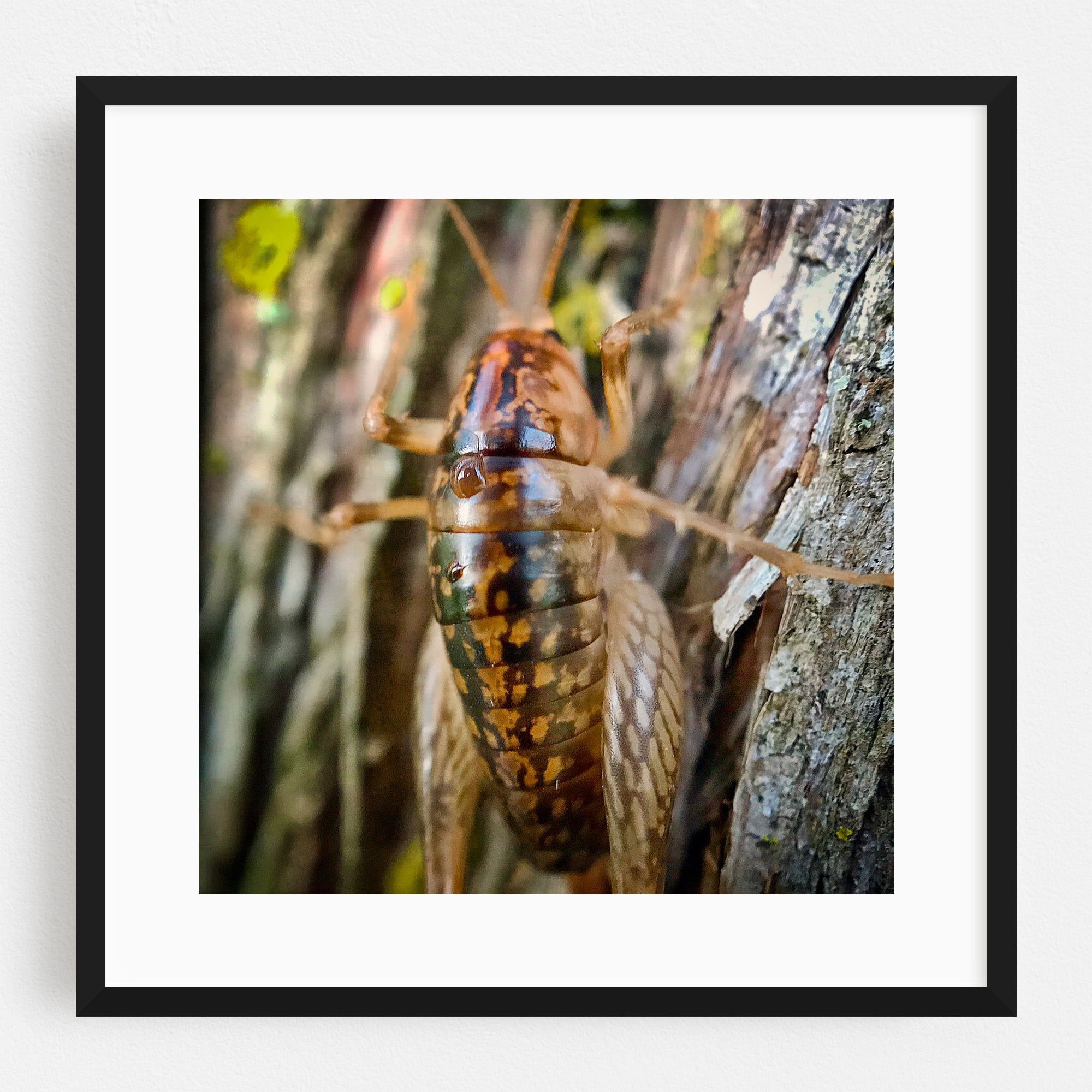 Camel Cricket - Ferrisburgh Vermont Photography Insect Nature Woodland ...