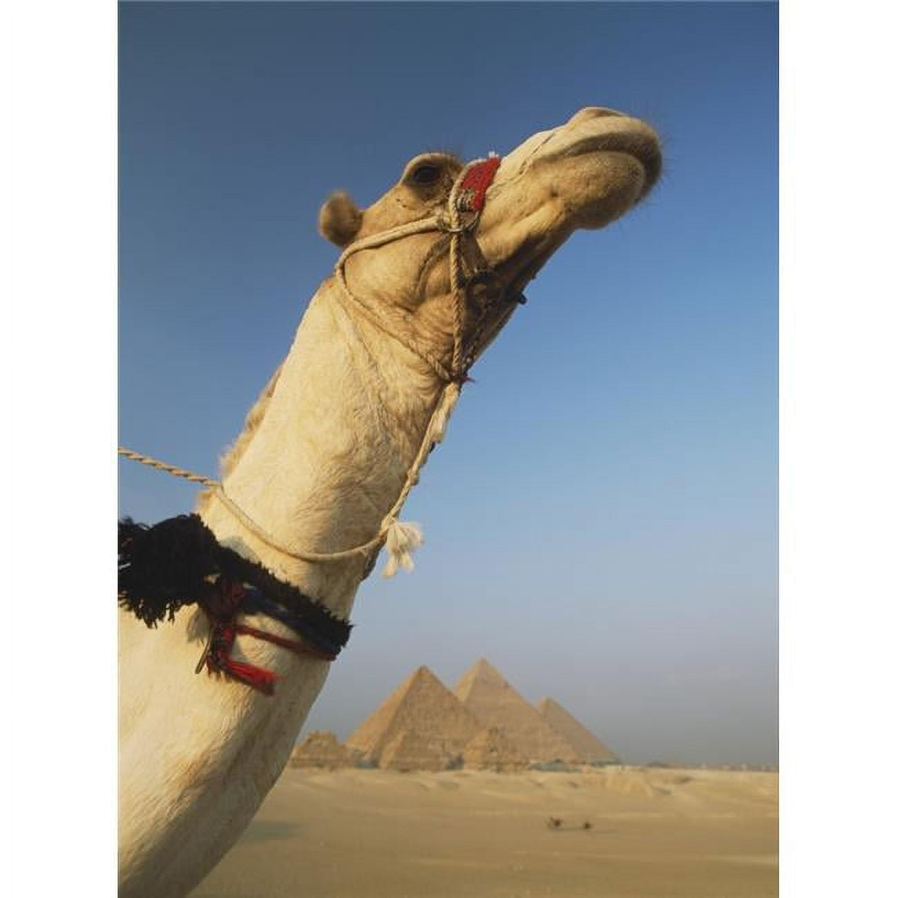 Camel & Great Pyramids of Giza Poster Print, 13 x 18 - Walmart.com