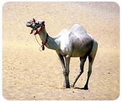 Camel Mousepad - Walmart.com