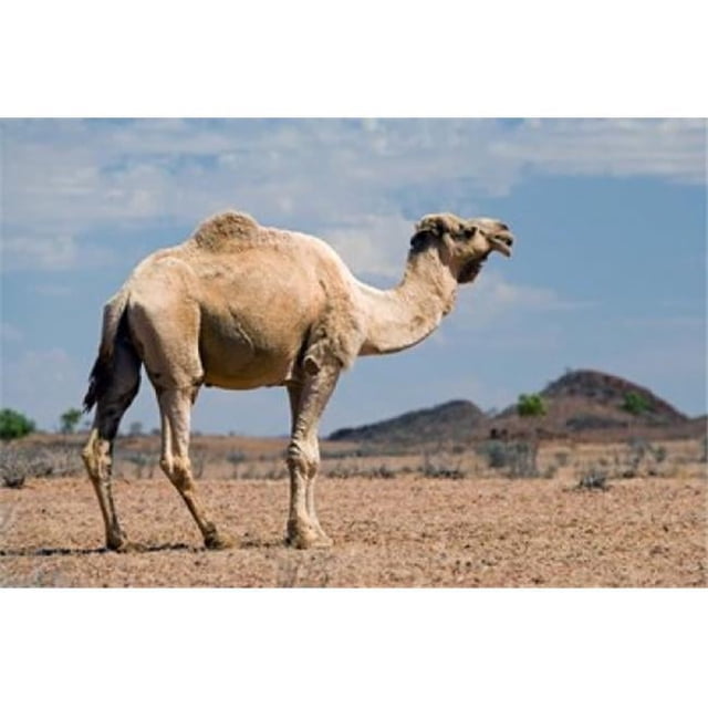 Camel Near Stuart Highway Outback Northern Territory Australia Print by ...