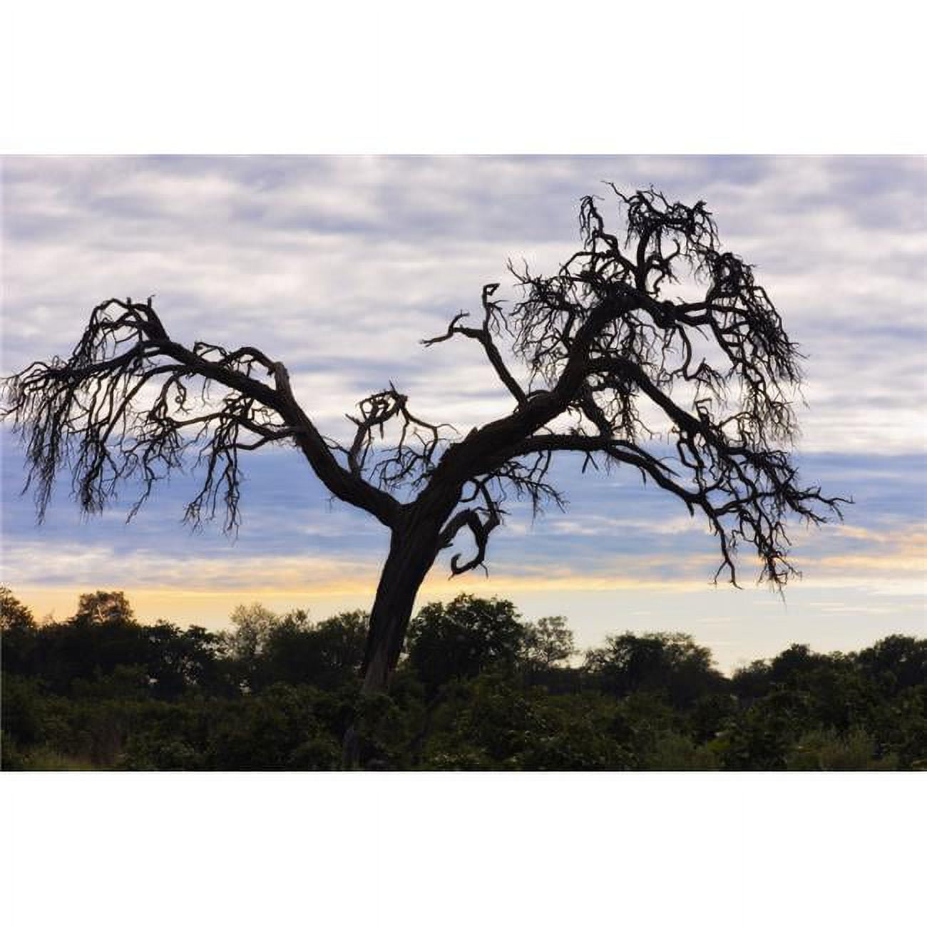 Camel Thorn Tree Tanzania Africa Poster Print - Large - 36 x 24 ...