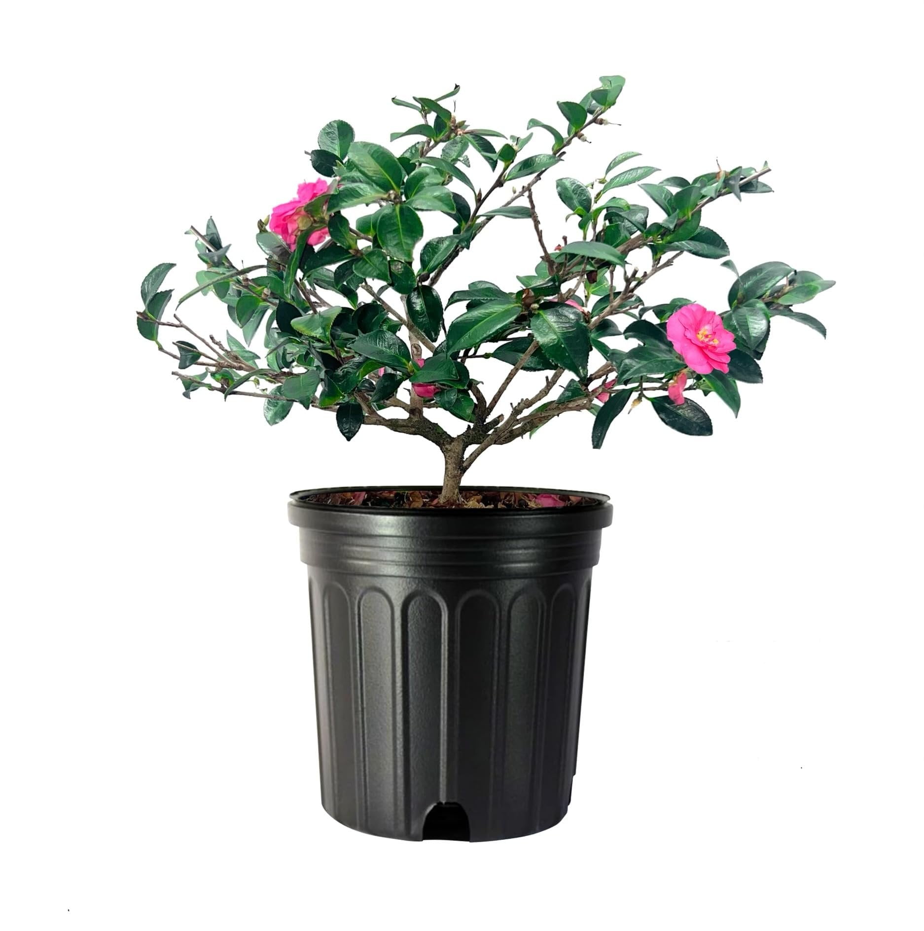 Camellia Japonica Laura Walker I 3 Extra Large 3 Gallon Plants I Red ...