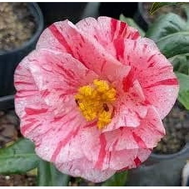 Crape Myrtle Raspberry Sundae 2 Extra Large 3 Gallon Plants Dual-Color ...