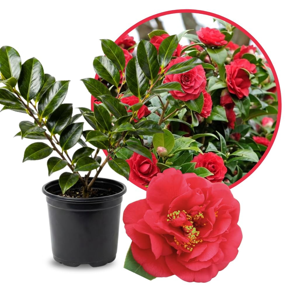 Camellia Plant Live for Outdoor Planting, Camellias Starter in 4'' Pot ...