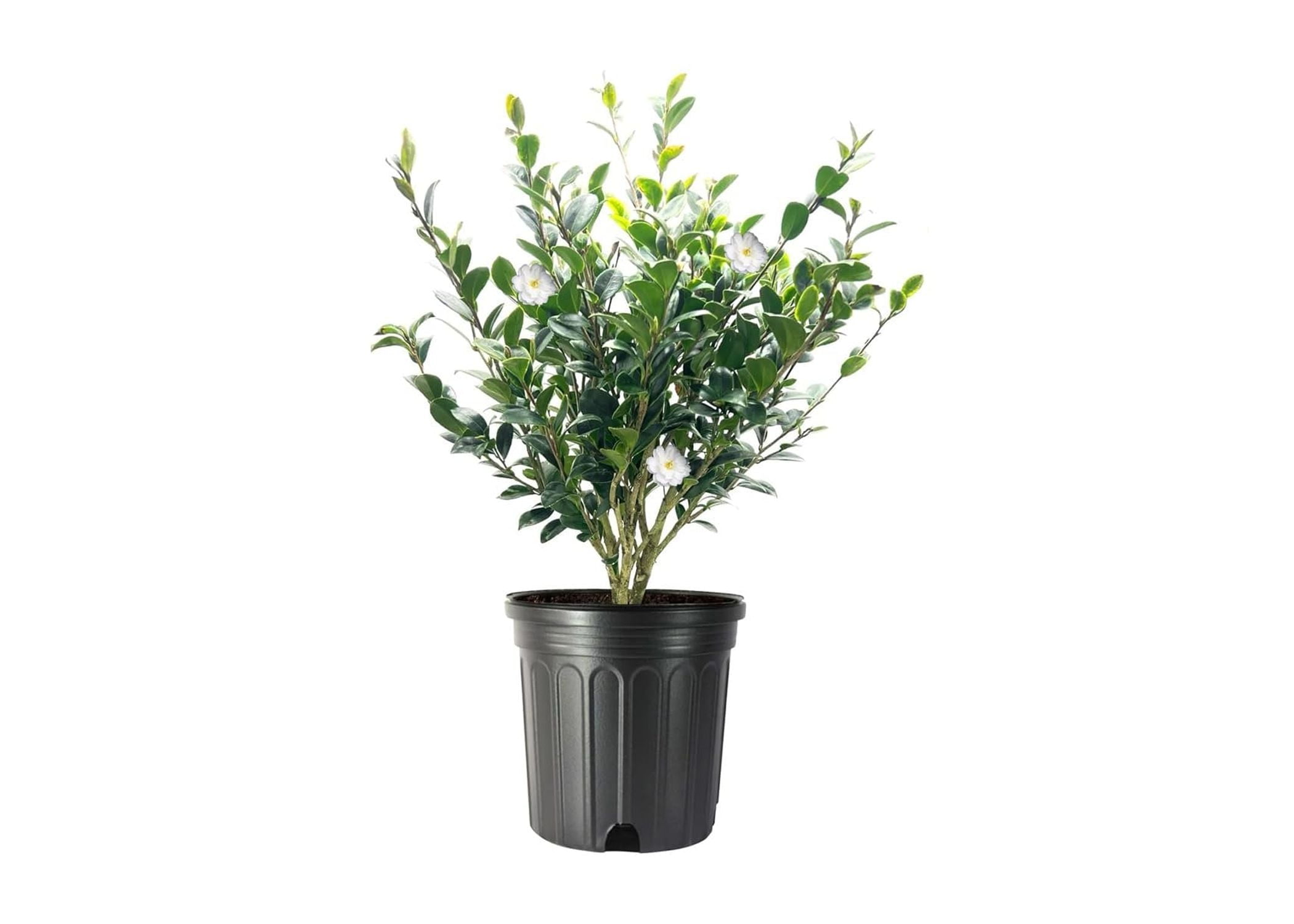 Florida Foliage Camellia Sasanqua Mine-No-Yuki, Live 3-Gallon Plant ...