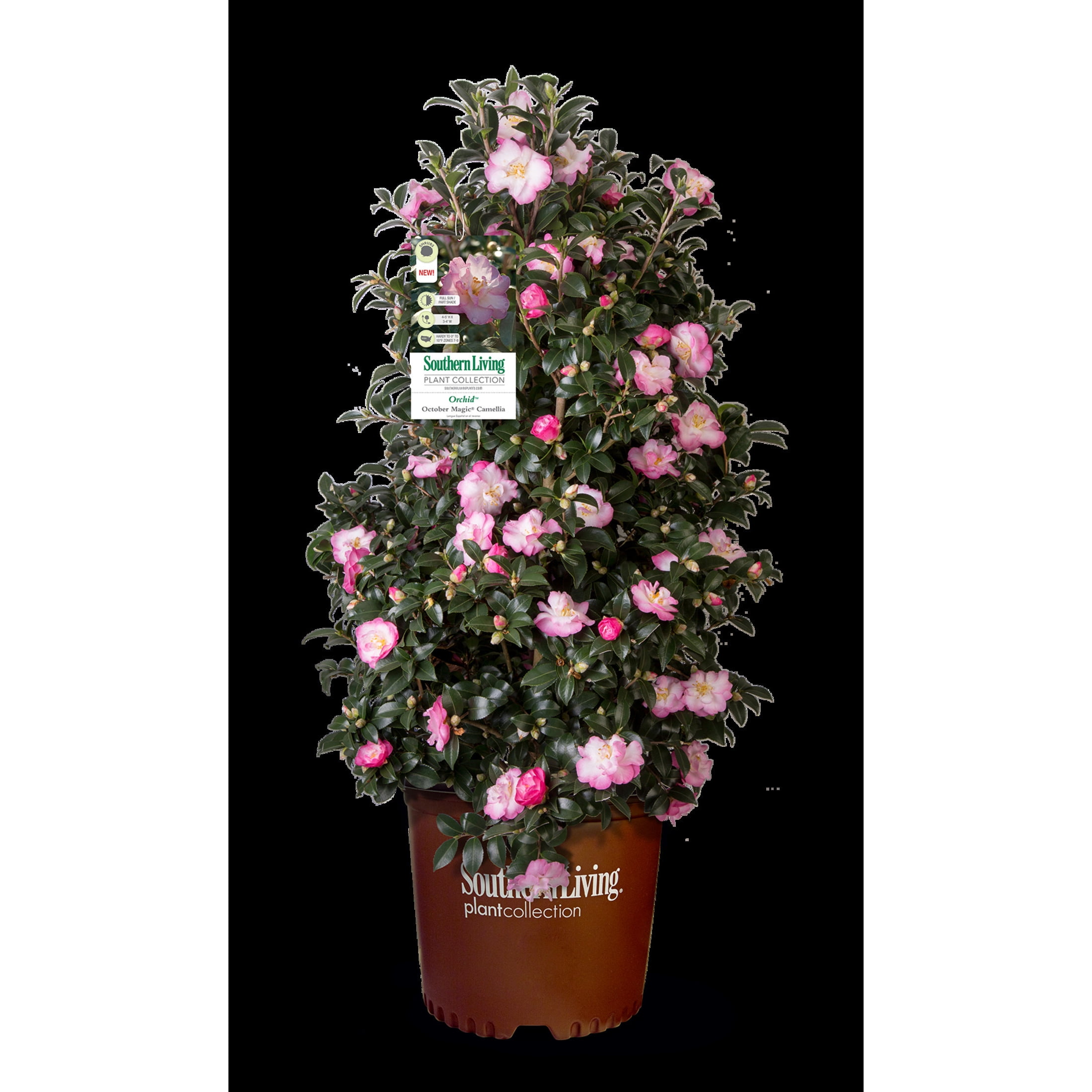 Camellia Sasanqua, 'October Magic® Orchid™' (Multiple Sizes) - 3g ...
