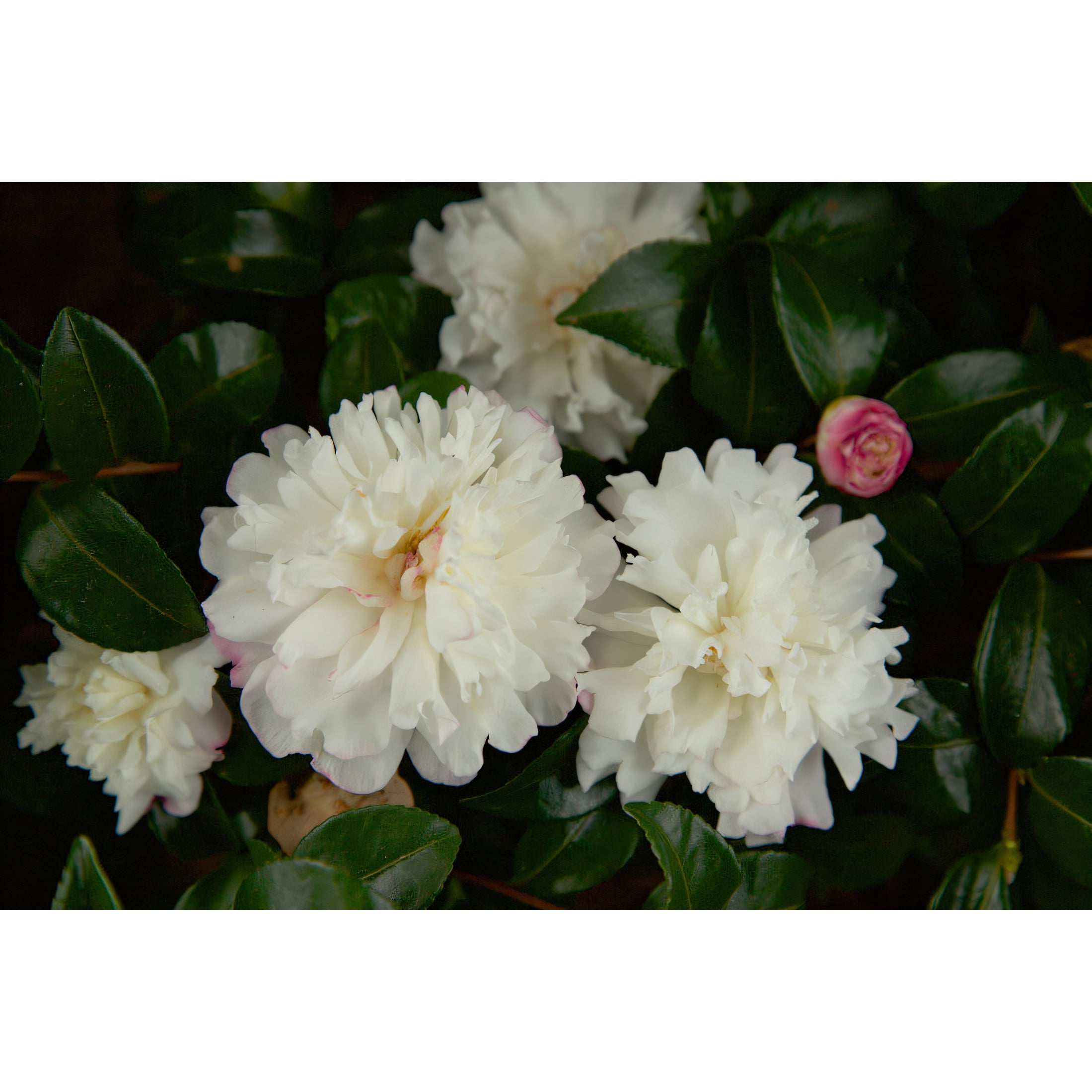 Camellia Sasanqua, 'October Magic® Snow™' (Multiple Sizes) - 3g ...