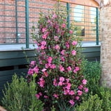 Florida Foliage Camellia Sasanqua Shi-Shi, 2 Extra Large 3 Gallon Pink ...