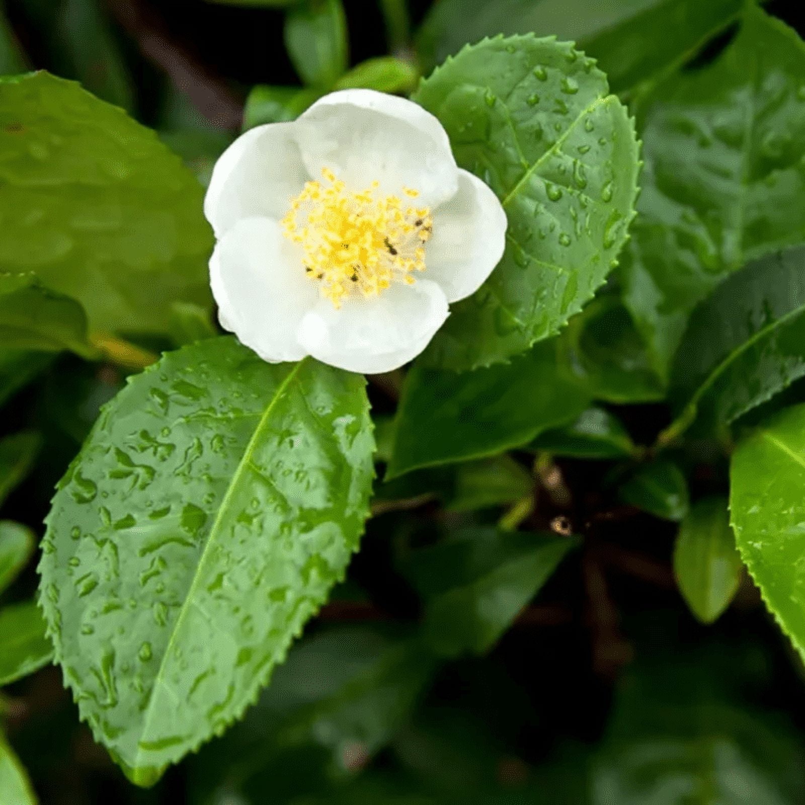 Camellia Sinensis Plant, Tea Plant Live, Tea Tree Plant Indoor Outdoor ...