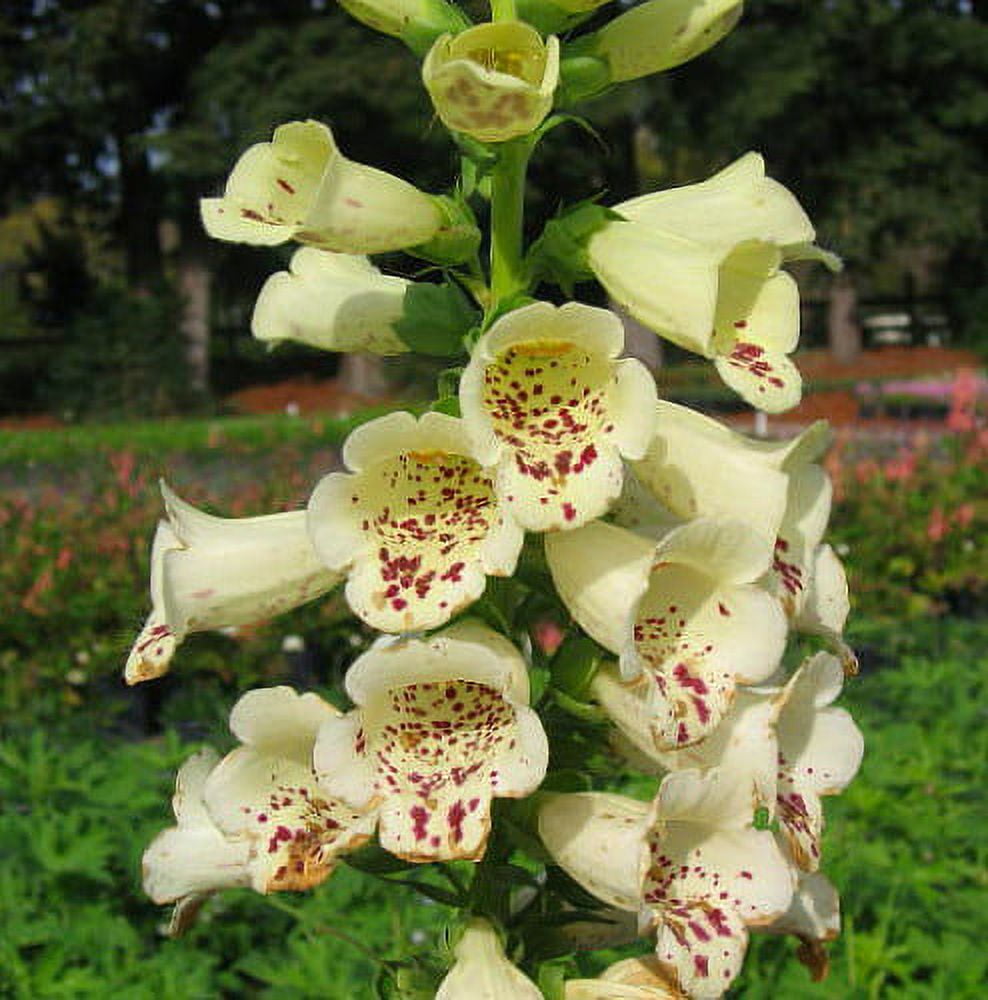Camelot Cream Foxglove Plant - Digitalis - Hardy Perennial - Live Quart ...