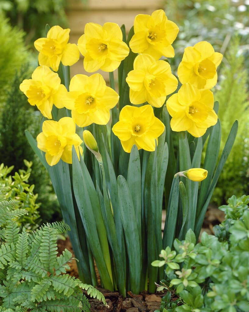 Camelot Large Cupped Daffodil Bulbs for Planting - Stunning Color and ...