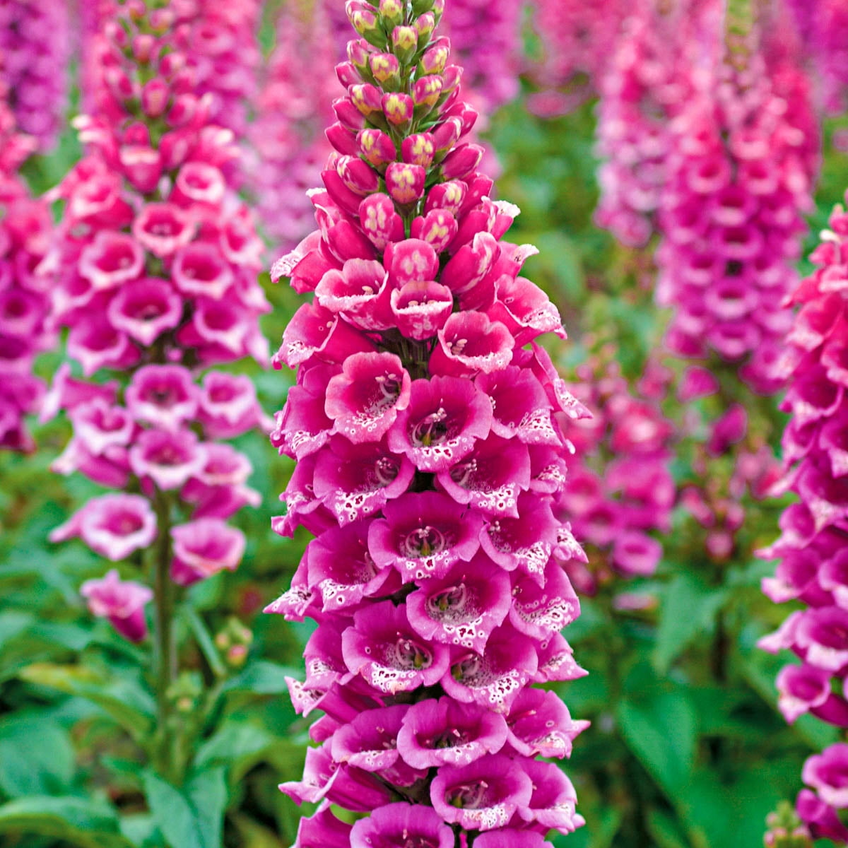 Camelot Rose Foxglove Dormant Bare Root Flowering Perennial Starter ...