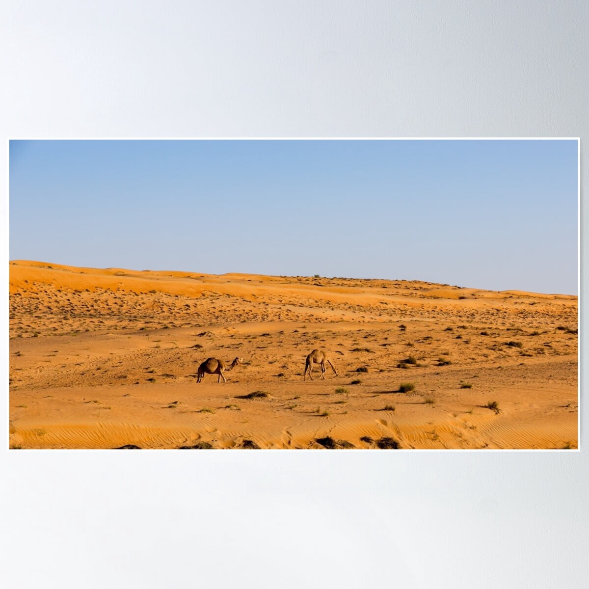 Camels In Oman Desert Poster Wall Art, Modern Wall Decor For Living ...