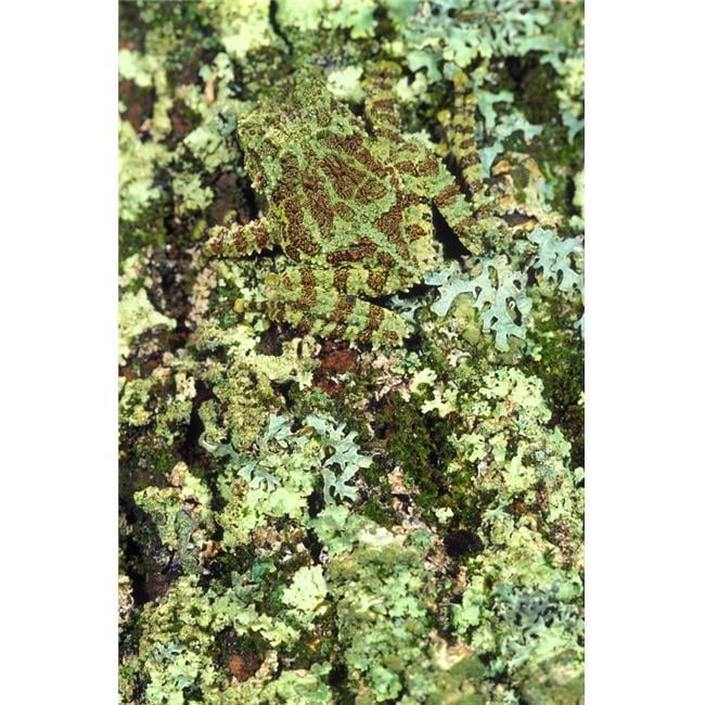 Camouflaged Vietnamese Mossy Tree Frog Poster Print - Walmart.com