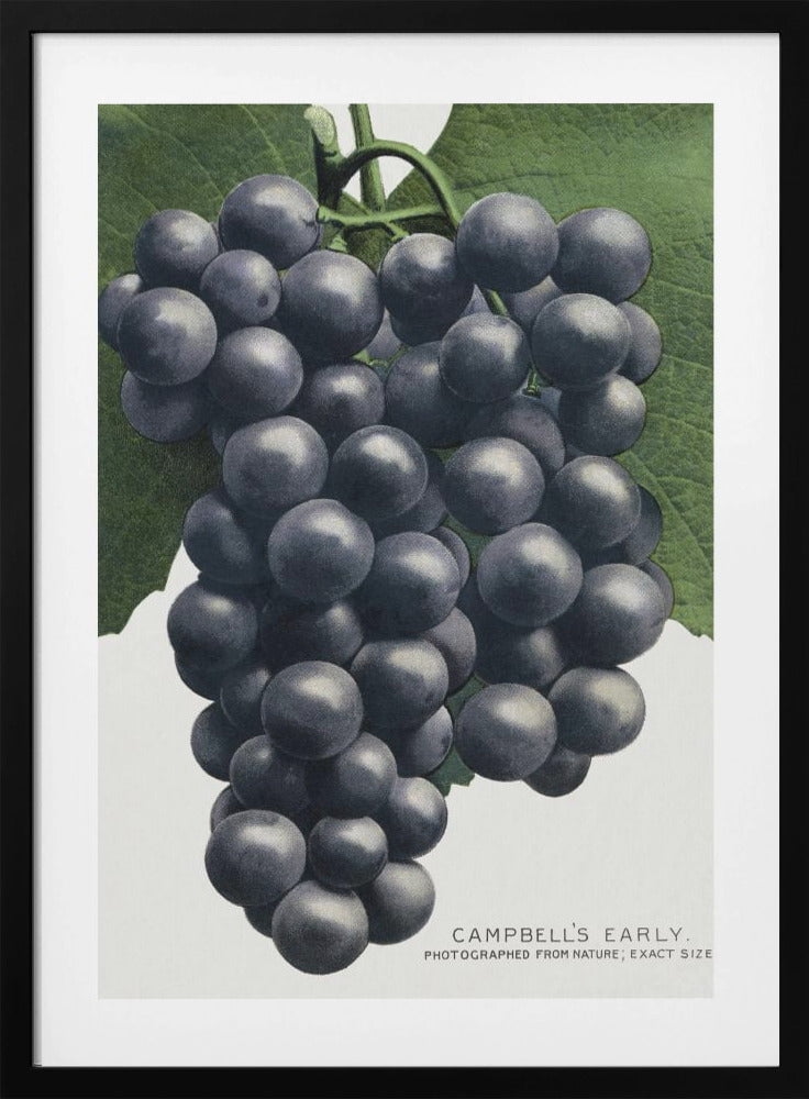 Campbell's Early Grape Lithograph Framed Art Modern Wall Decor ...