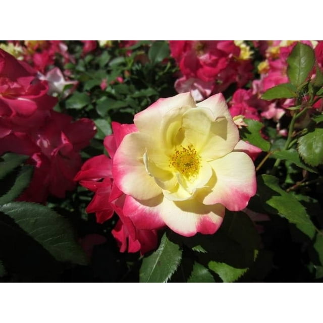 Campfire Rose - Walmart.com