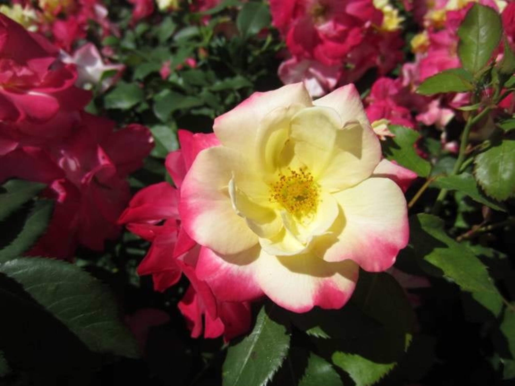 Campfire Rose - Walmart.com