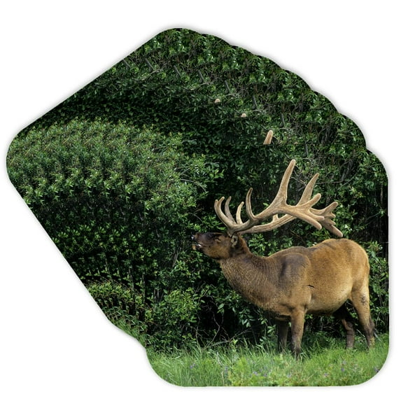 Canada, Alberta, Jasper Np. Bull Elk Gnawing On Bone., set of 8 ...