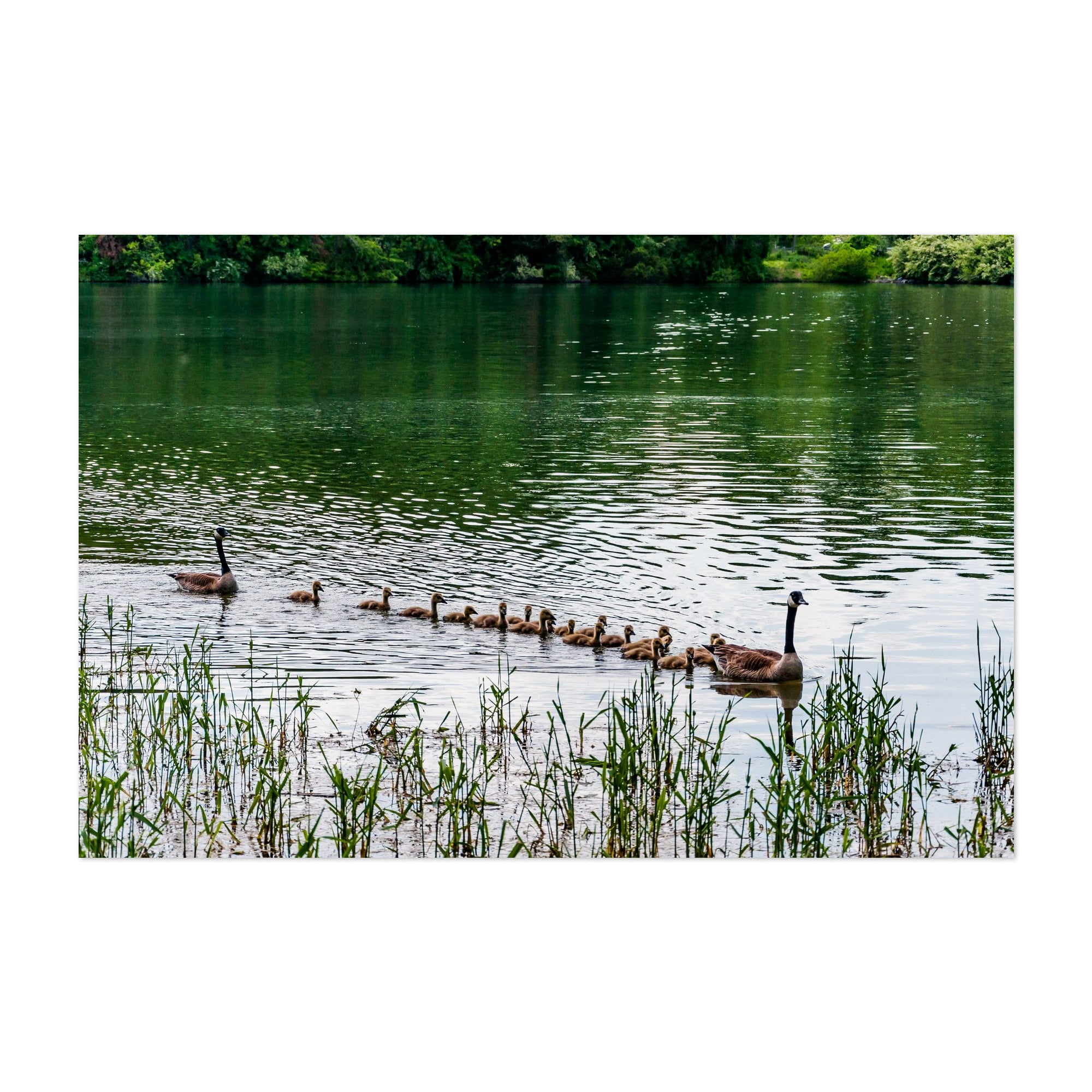 Canada Geese at Lake Marburg - Hanover Pennsylvania Photography ...