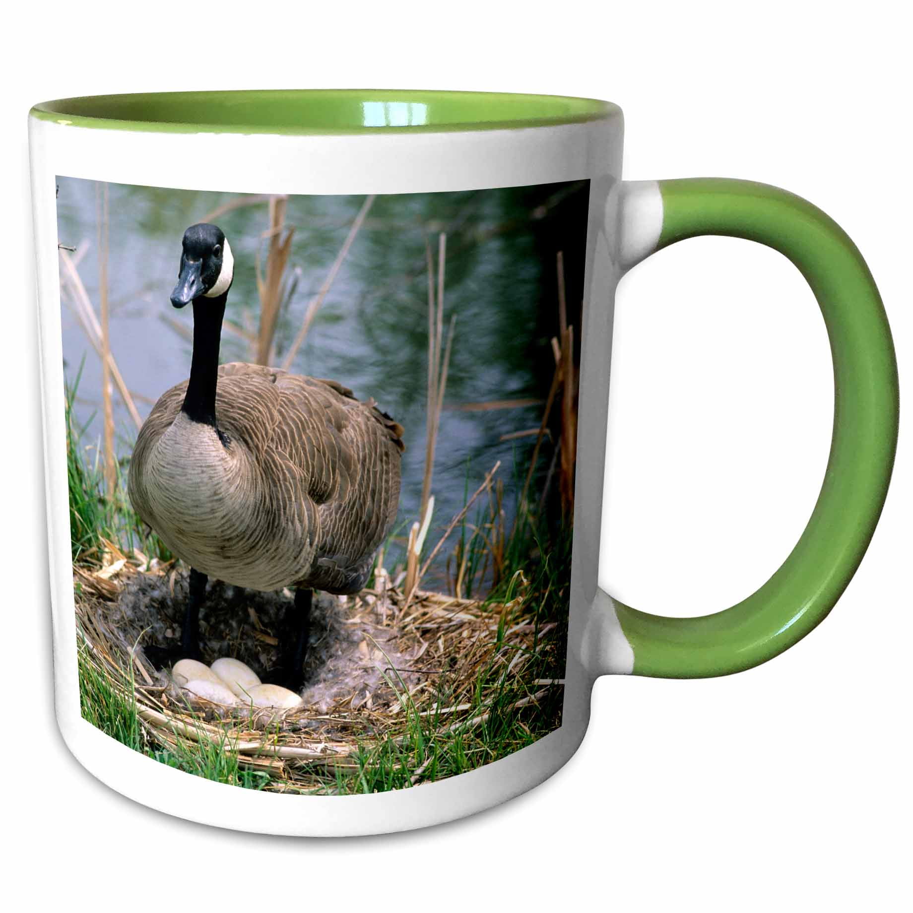 3drose, Canada Goose, Bird Eggs in Nest, Boise, Idaho - Us13 Dfr0372 ...