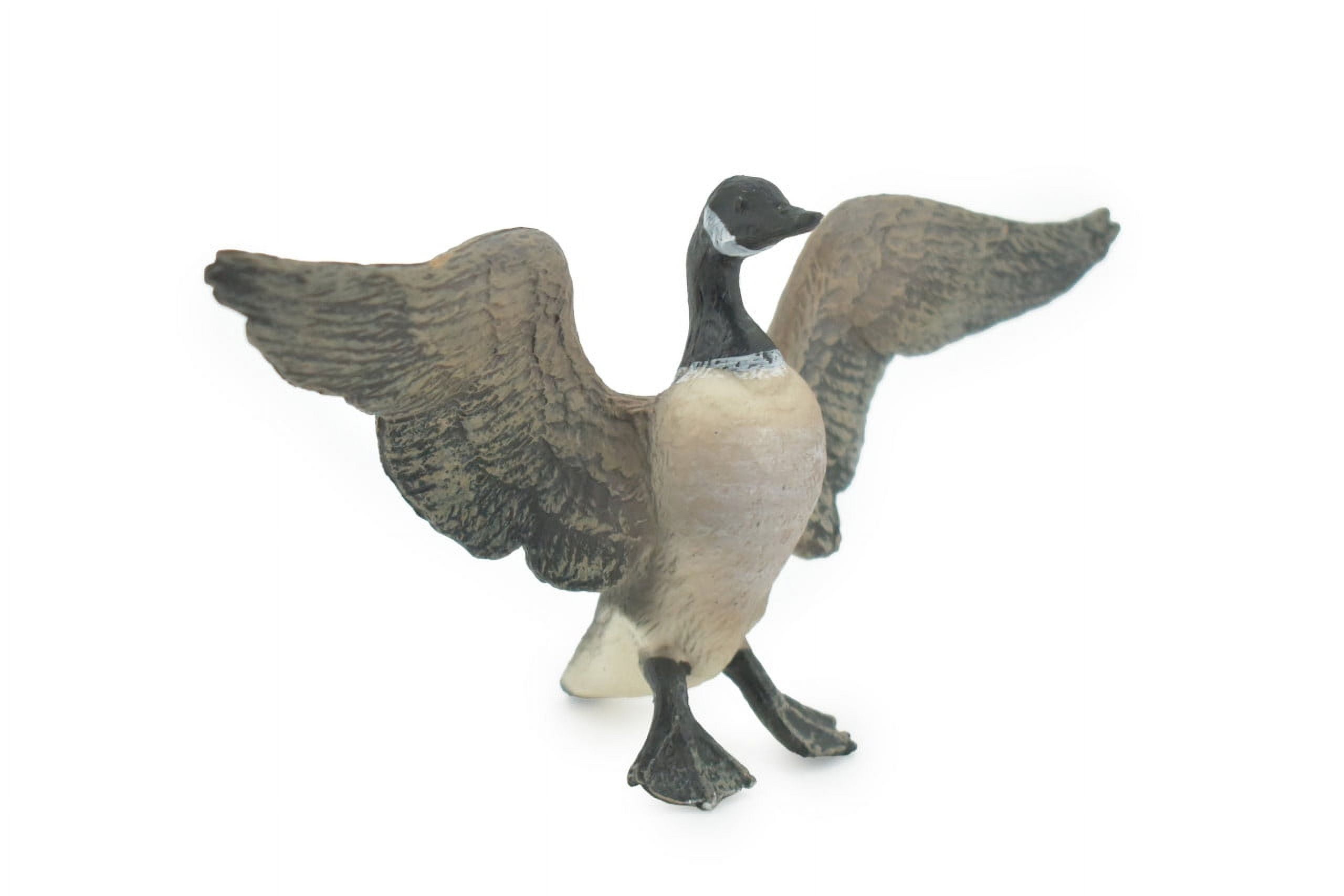 Canada Goose, Canadian Honker, Bird, Geese, Museum Quality, Hand ...