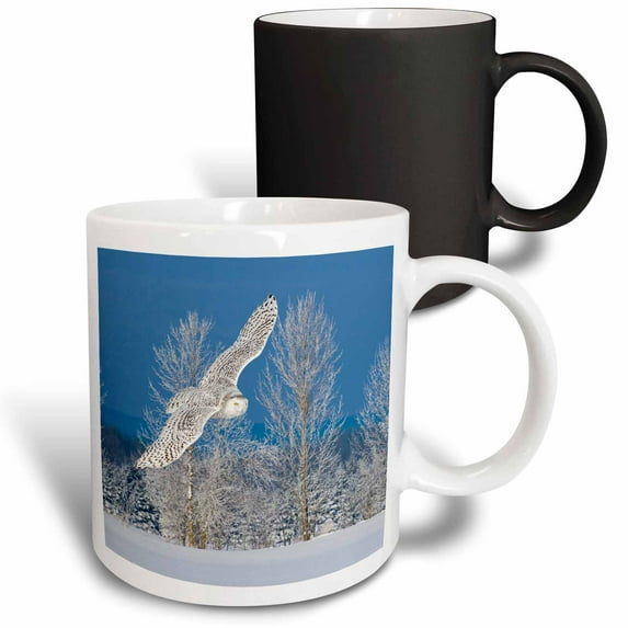3drose, Canada, Ontario, Barrie. Female Snowy Owl in Flight, 11oz Magic ...