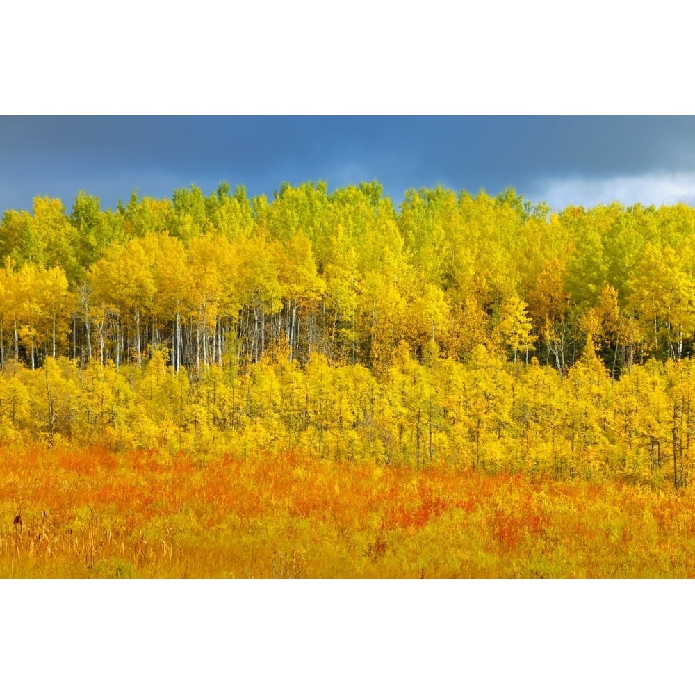 Canada Saskatchewan Meadow Lake. Autumn-colored trees. Poster Print by ...