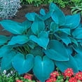 Canadian Blue Hosta Live Outdoor Garden Plant, Large Blue-Green Foliage ...