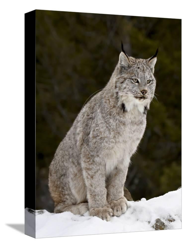 Canadian Lynx Lynx Canadensis in the Snow, in Captivity, Near Bozeman ...