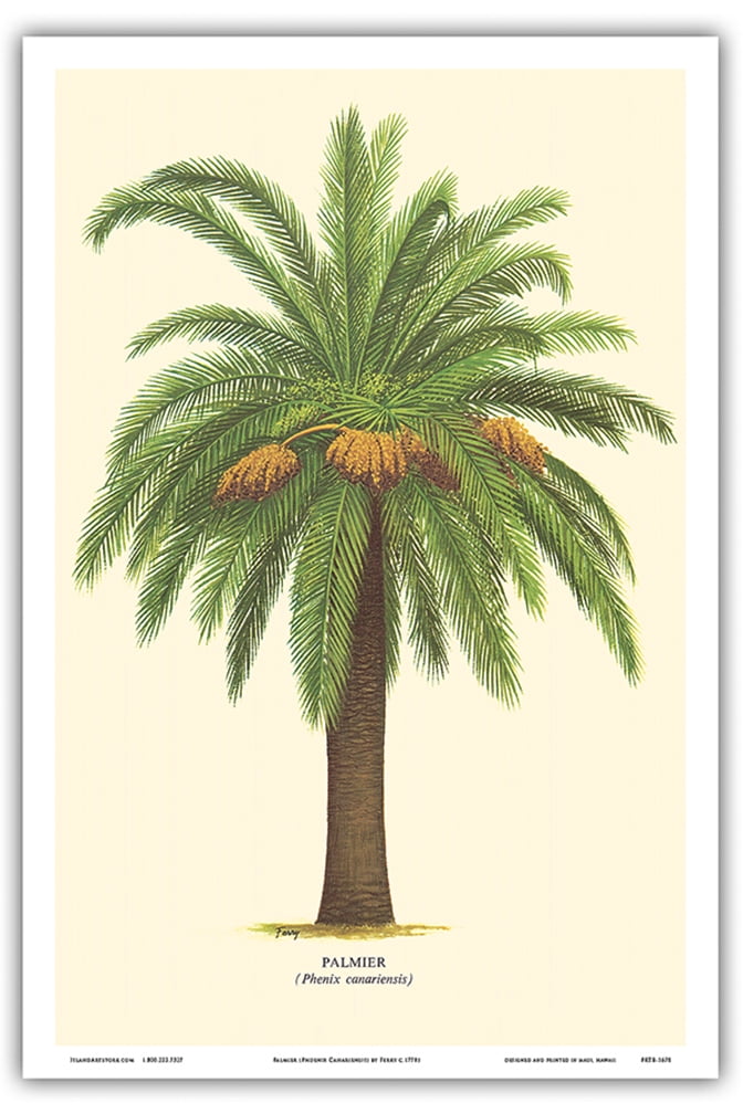 Canary Island Date Palm Tree - Palmier (Phoenix Canariensis) - Vintage ...