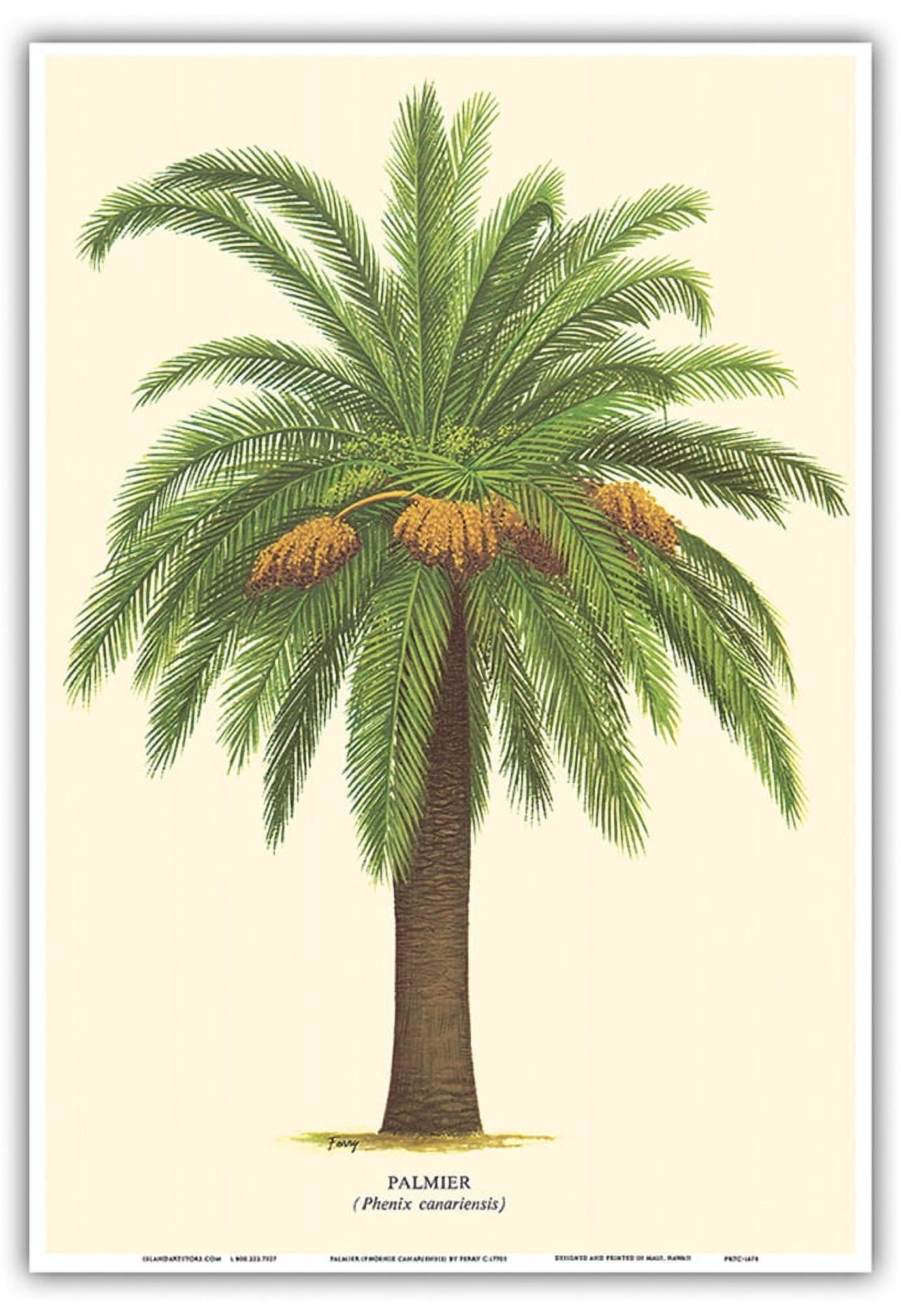 Canary Island Date Palm Tree - Palmier (Phoenix Canariensis) - Vintage ...