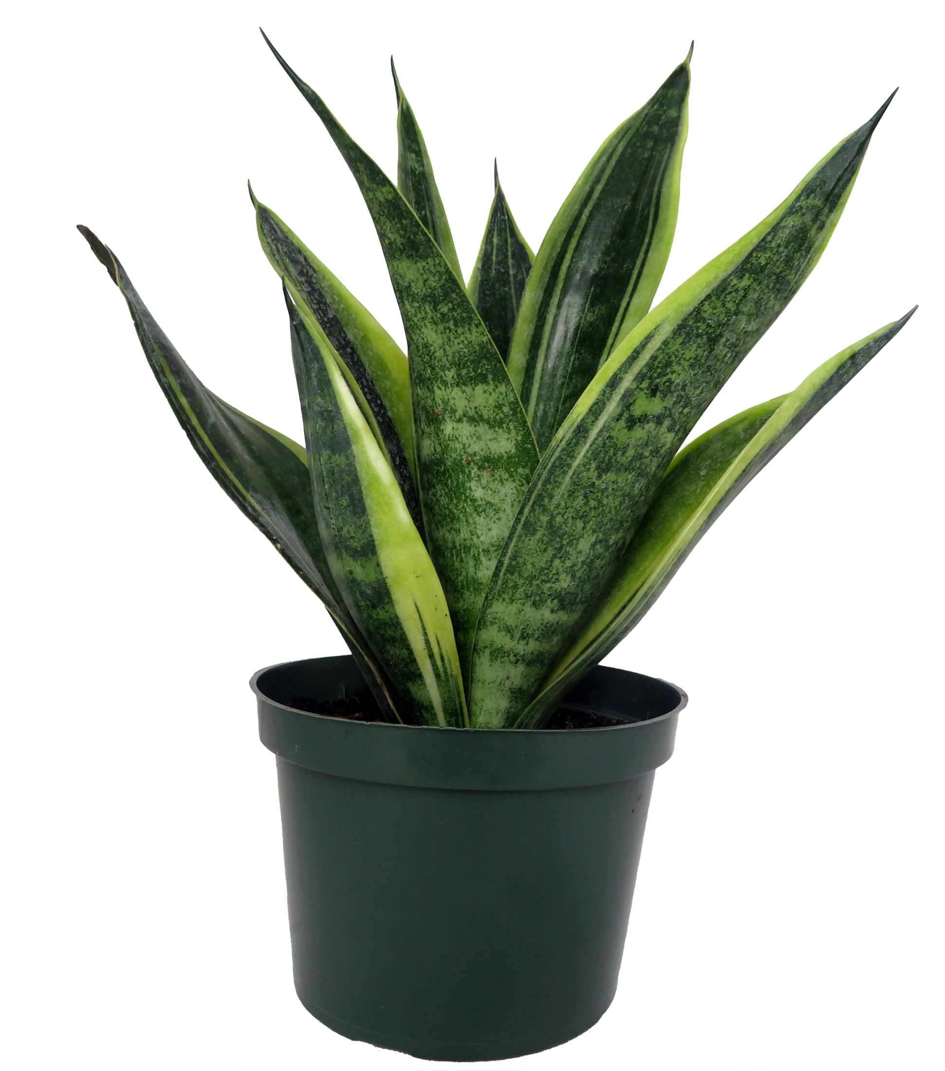 Canary Snake Plant - Sanseveria - Almost Impossible to kill - 6" Pot ...