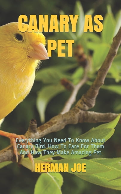 Canary as Pet: Everything You Need To Know About Canary Bird. How To ...