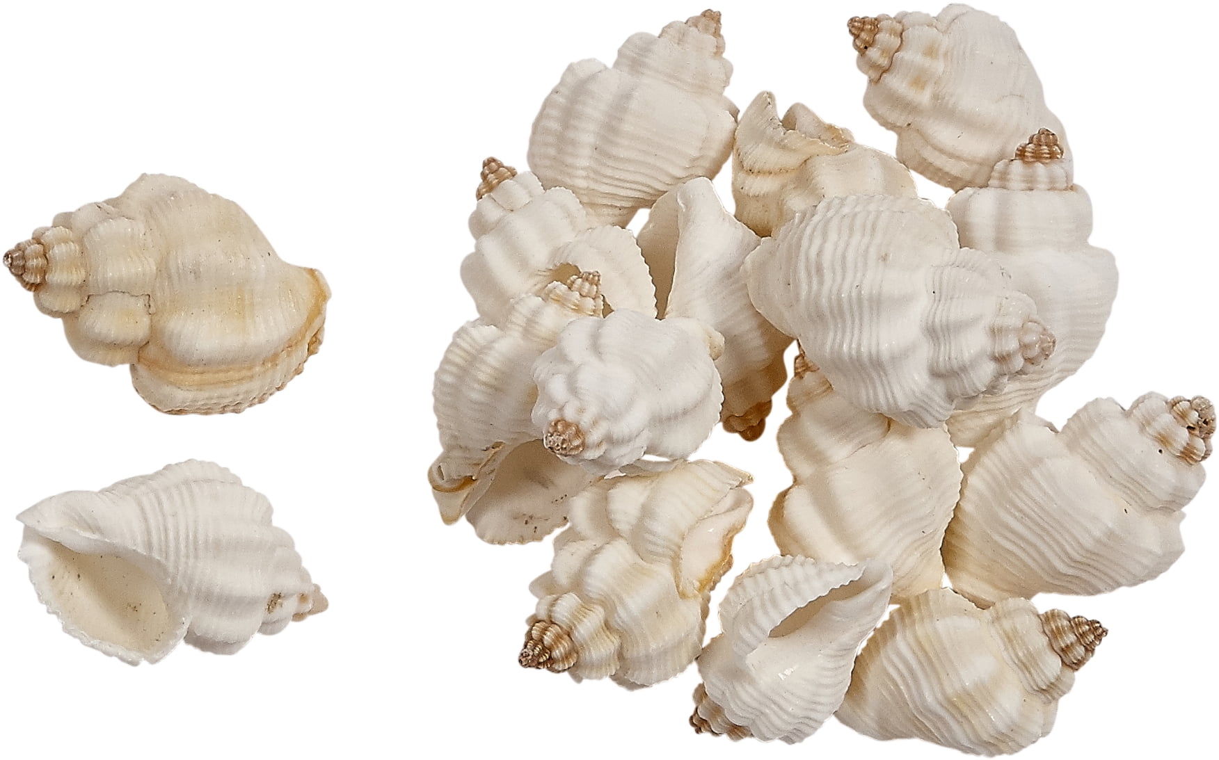 Cancelleria Undulata Craft Shells Bulk Seashells Lot 1-1.5" (1 Kilo ...